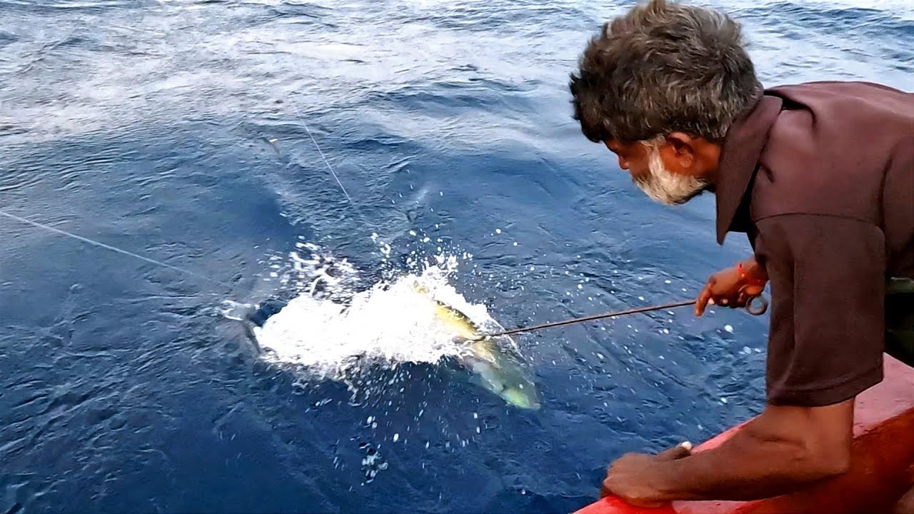Catching Mahi Mahi Fish & Bonito Fish in the Sea - YouTube