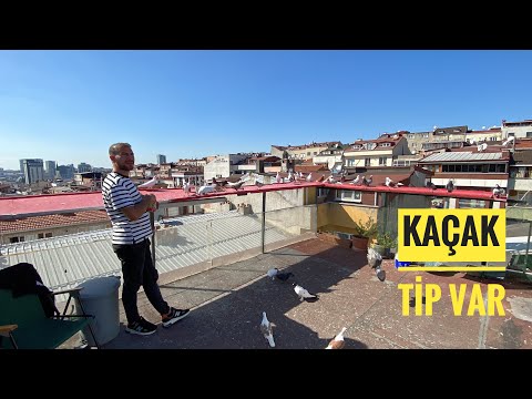 RECEBİN ÇATIDA YUNUS İLE BİRLİKTE KAÇAK SARI KAFA TİP YAVRU İNDİRDİK