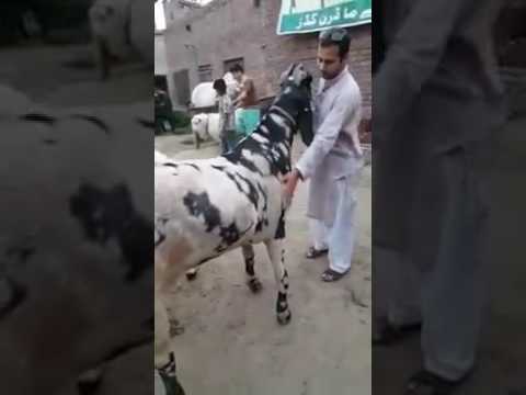 Worlds heavy weight 294kg 1st position BAKRA 2015 winner of FAISALABAD ...