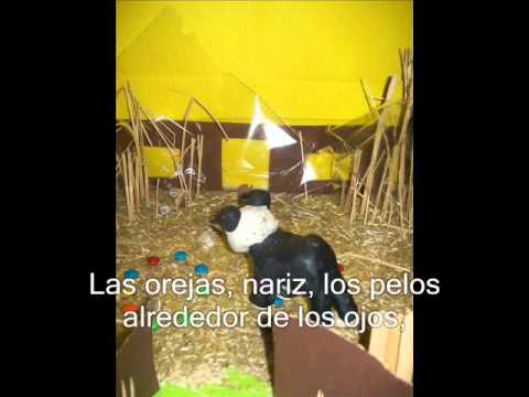Oso panda hablado en ingles - YouTube