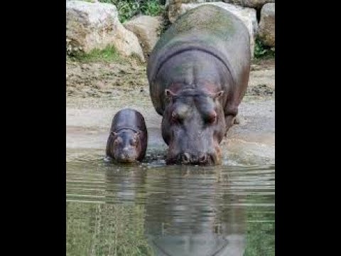 token hippo sudeng - YouTube