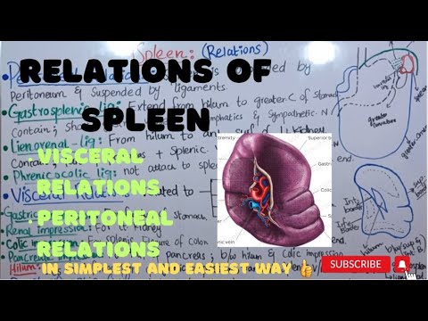 Relations of SPLEEN | spleen anatomy | Part 2 |@ayeshamedicaleducation ...