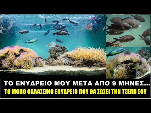 ΤΙ ΚΑΙ ΑΝ ΔΕΝ ΕΠΑΙΖΕ ΦΡΑΓΚΟ ; ΠΑΡΟΥΣΙΑΖΩ ΤΟ 1ο ΜΟΥ ΒΙΟΤΟΠΙΚΟ ΘΑΛΑΣΣΙΝΟ ...