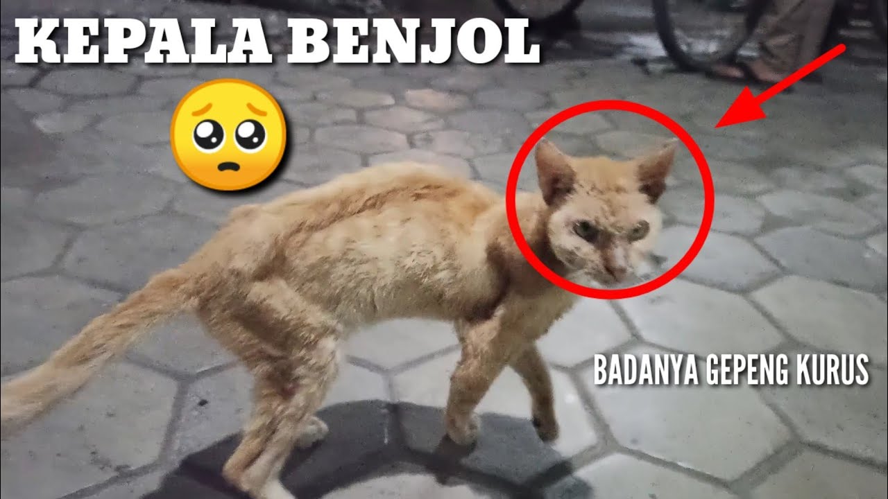 KUCING KURUS GEPENG - YouTube