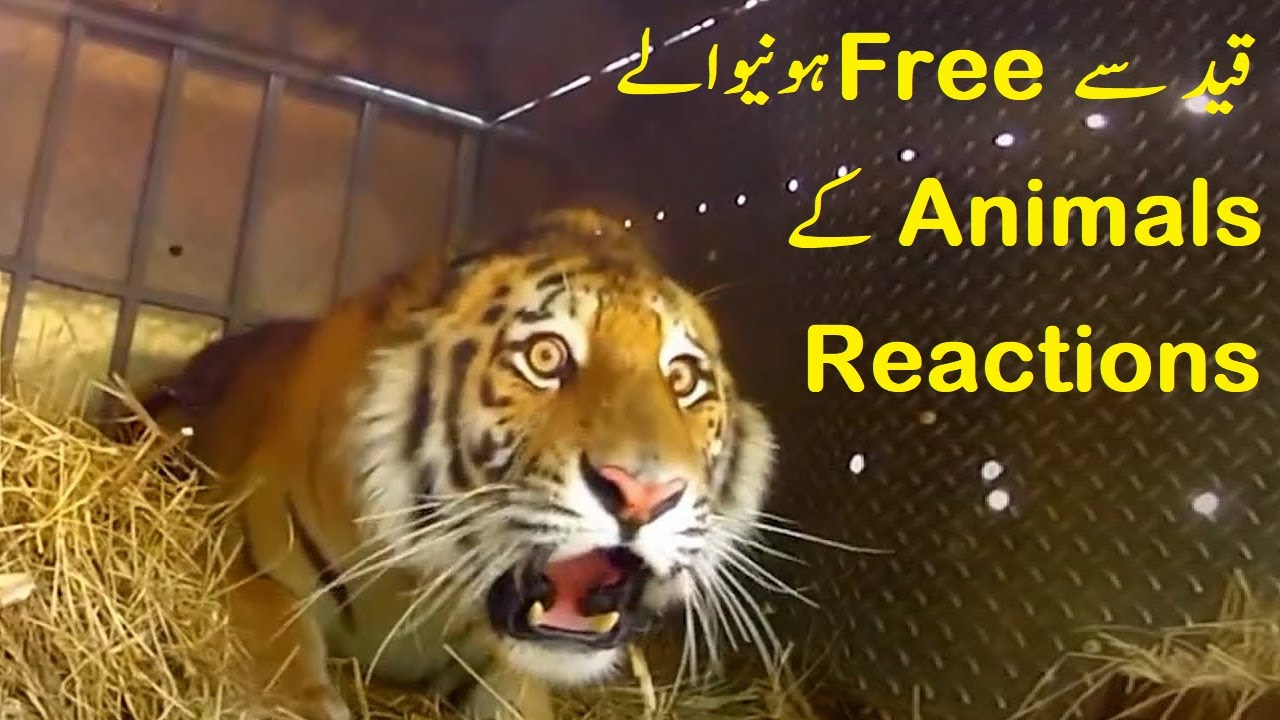 آزاد کئے جانیوالے جانوروں کے ناقابل یقین ری ایکشن Animals Set Free For ...