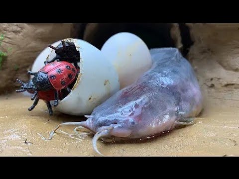 fising videoStop Motion ASMR - Cooking Catfish rotten fish Mud hole to ...