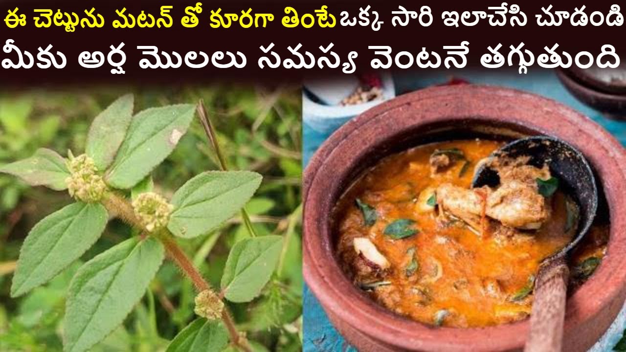 మీ మూల(అర్ష మొలలు) రోగాన్ని 100 శాతం తగ్గించే చెట్టు- reddyvari nanu ...