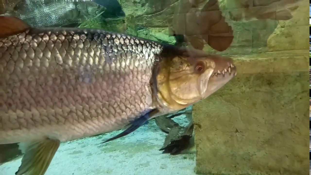 Goliath Tiger Fish at Singapore River Safari - YouTube