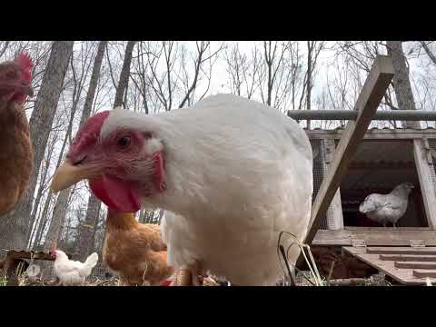 Chicken Cam - 12/30/22 - YouTube