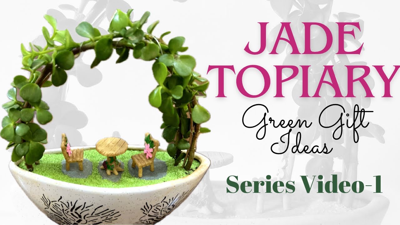 Jade plant topiary ideas||Green Gift Ideas (Video-1)||Budget friendly ...