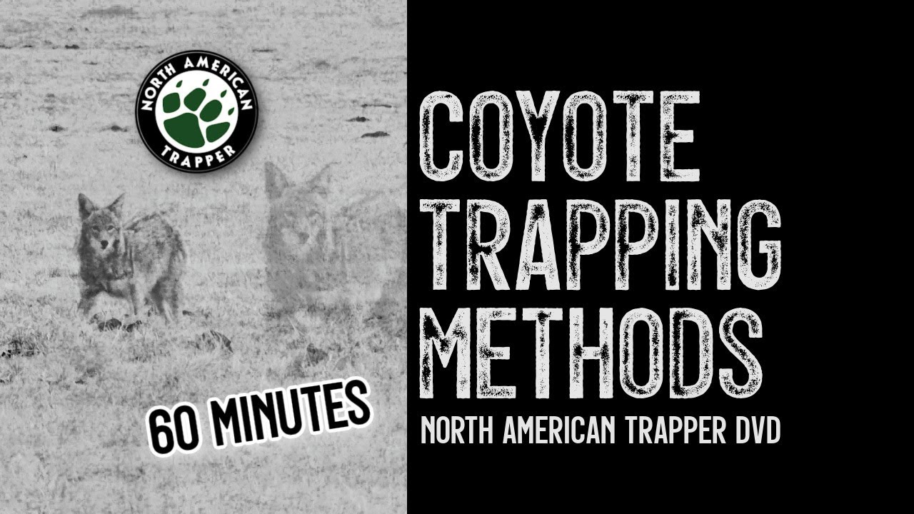COYOTE TRAPPING Methods ~ North American Trapper DVD - YouTube