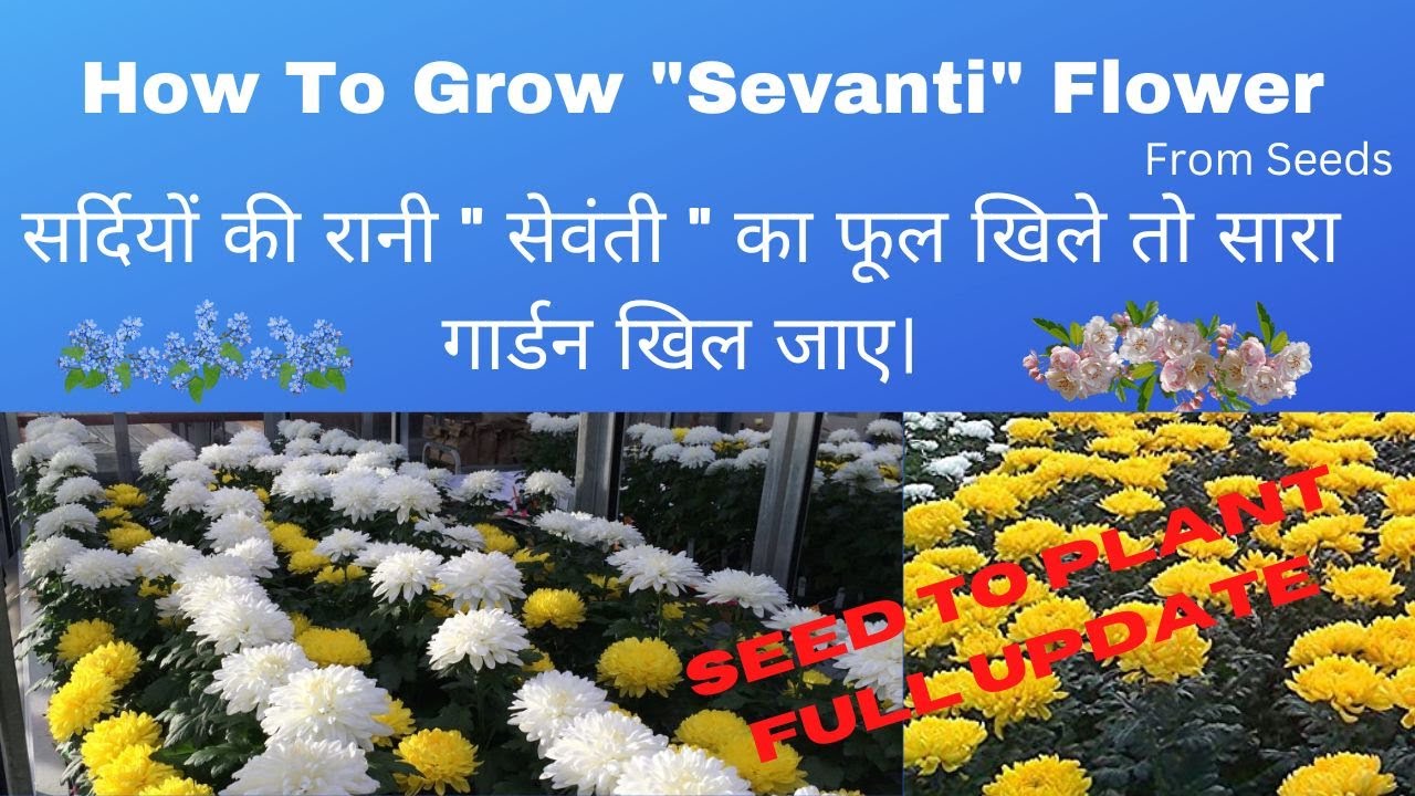 How To Grow Sevanti Seeds #winterflower germination to plant full ...