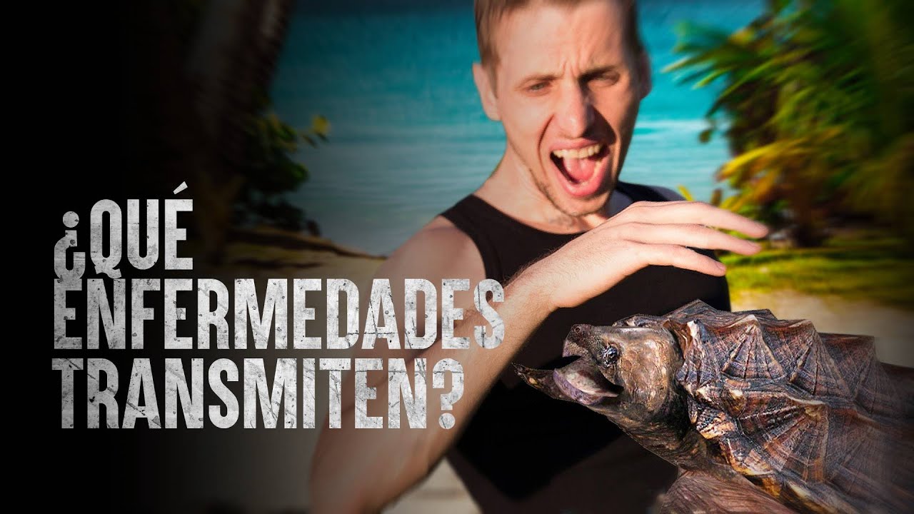 Cómo Sobrevivir la mordedura de una tortuga caimán - YouTube