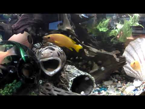 Marvin Fish 2022 - YouTube