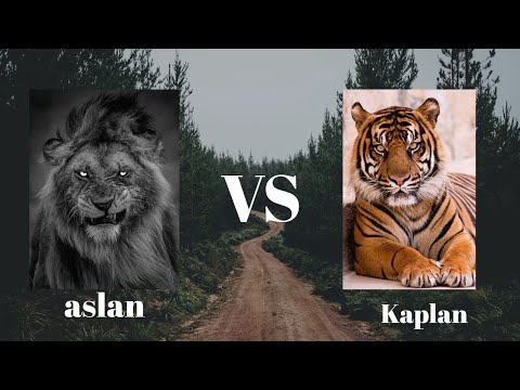 ASLAN VS KAPLAN [çok merak edilen sorunun cevabı