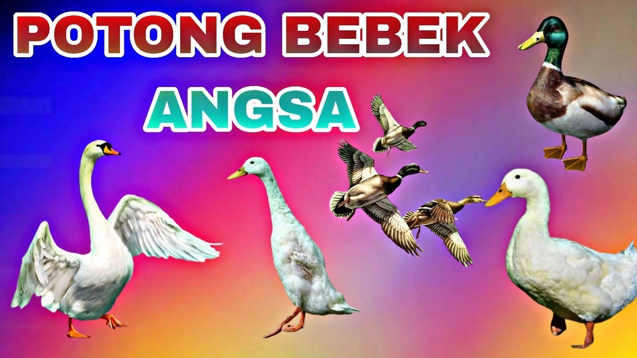 POTONG BEBEK ANGSA || LAGU POPULER ANAK BALITA POTONG BEBEK ANGSA VERSI ...