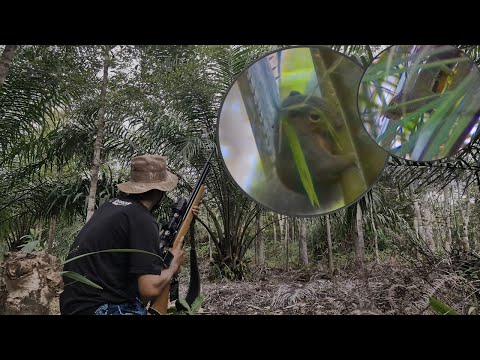 BERBURU TUPAI DI KEBUN SAWIT‼️GAYA ALA-ALA SNIPER