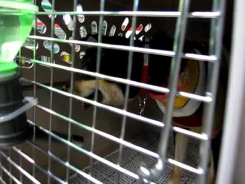 Pickles and Erika (Bella) 出國記錄 2011.4.2 ~ 9