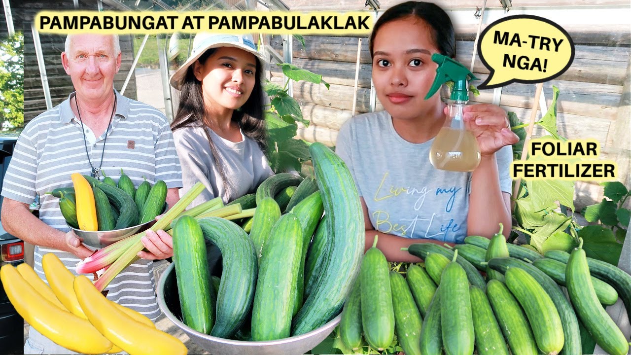 BUHAY PROBINSYA:PAMPABUNGA AT PAMPABULAKLAK HOMEMADE FOLIAR FERTILIZER ...