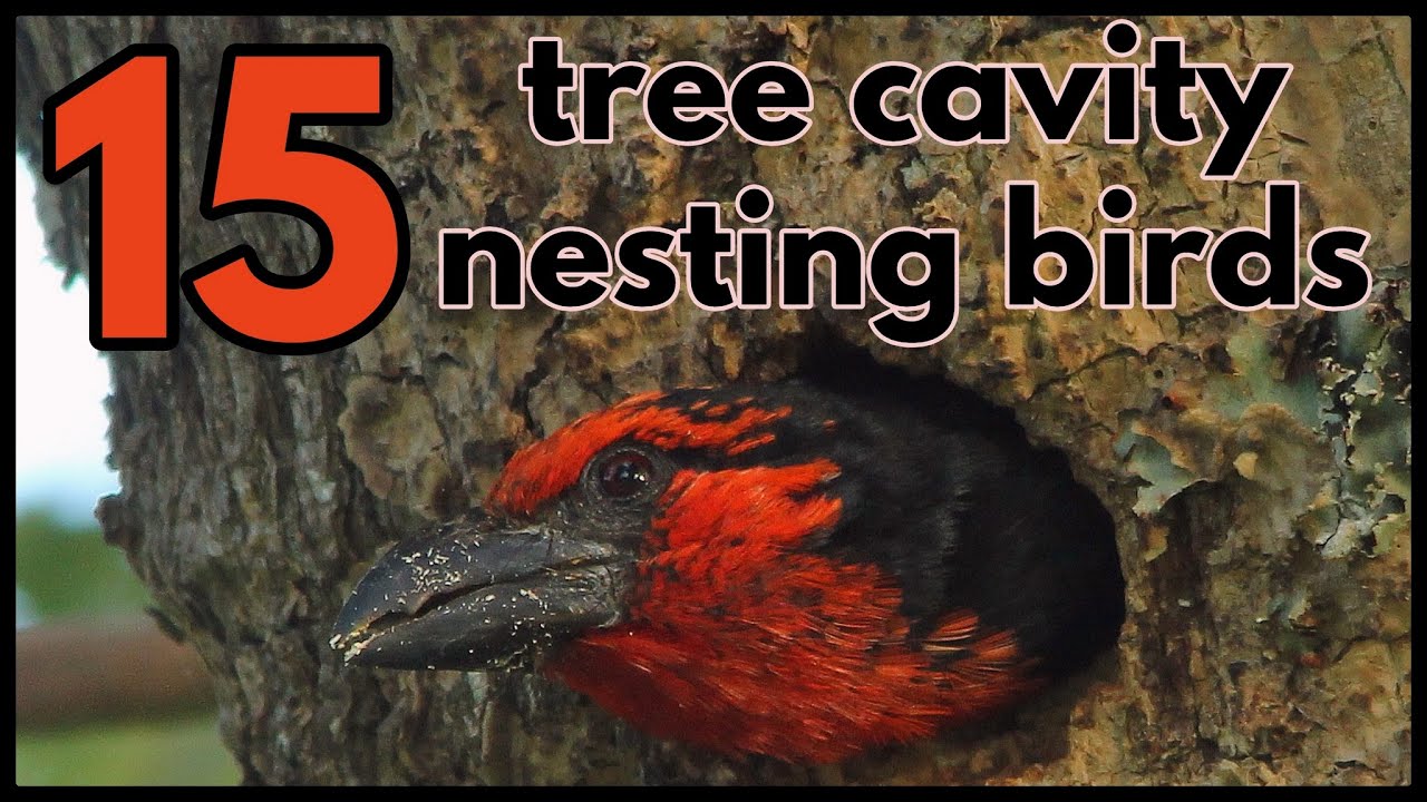 15 TREE CAVITY NESTING BIRDS - YouTube