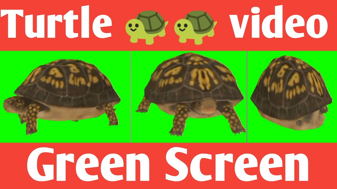 Turtle video Green screen|Talking cartoon videos green screen|cartoon ...