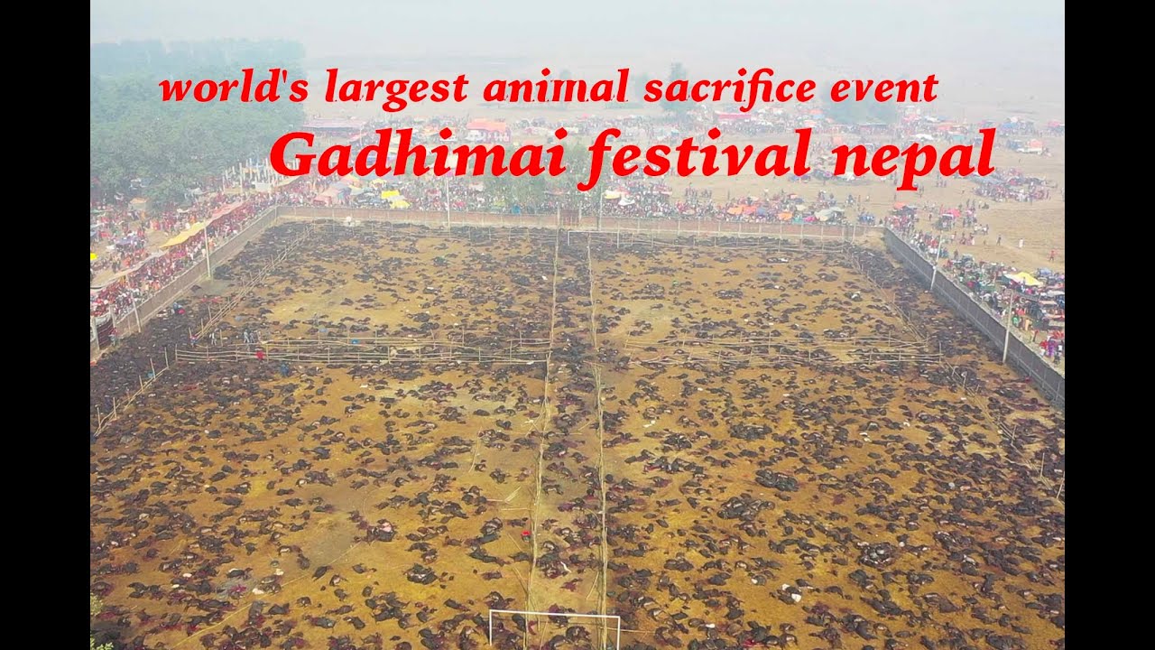 world's largest animal sacrifice event Gadhimai festival nepal - YouTube