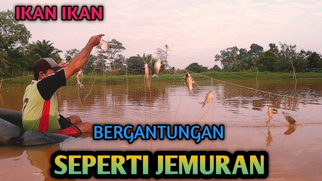 Panen Ikan Di Rawa Air Kuning .@senarbiru3495 - YouTube