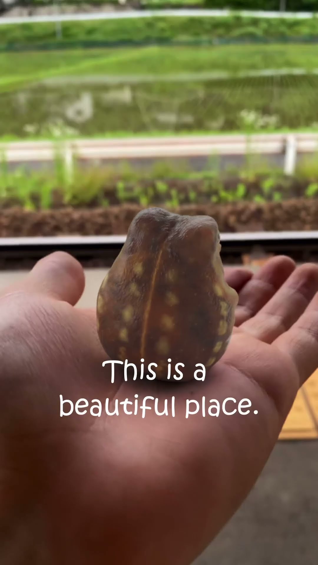 Omochi, the rain frog - YouTube