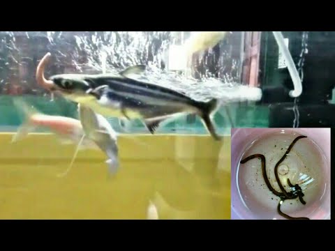 FEEDING MY SHARK WITH MASSIVE EARTHWORM | MUST WATCH BEFORE FEEDING ...