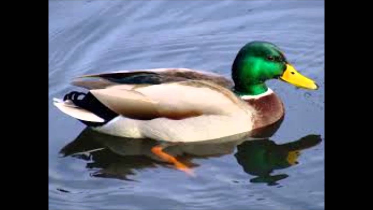 DUCKS! - YouTube