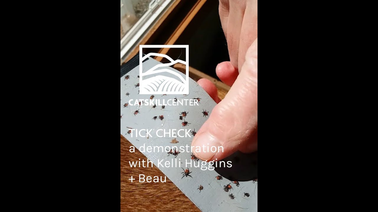 How To Check Your Dog For Ticks - YouTube