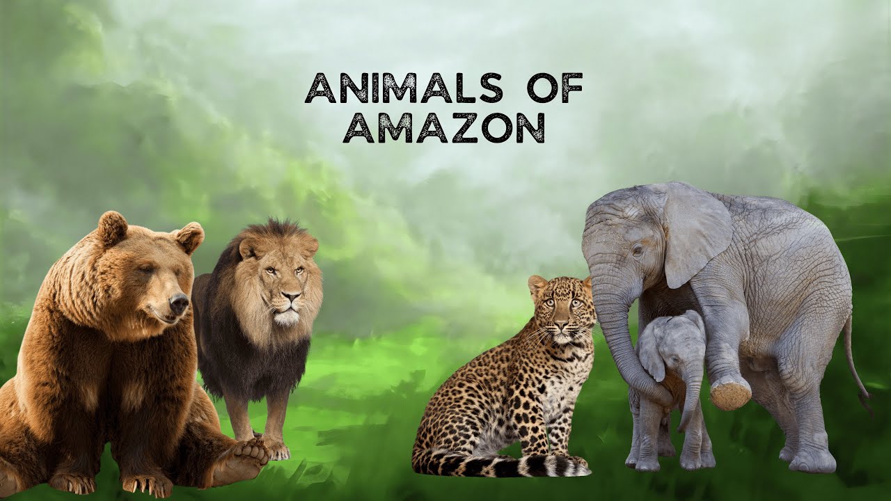 Amazing Facts About Wild Animals You Didn't Know! - YouTube
