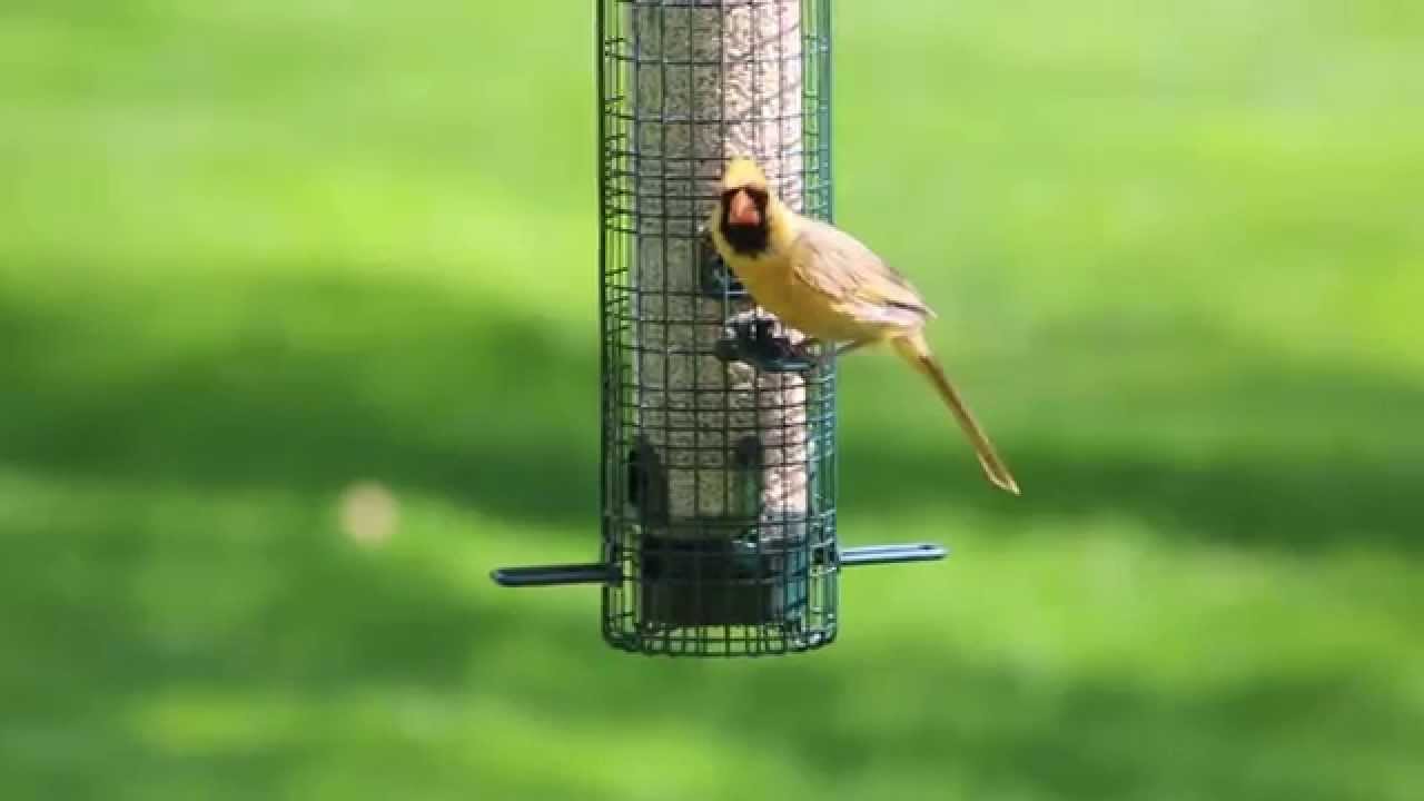 Rare Yellow Northern Cardinal - YouTube