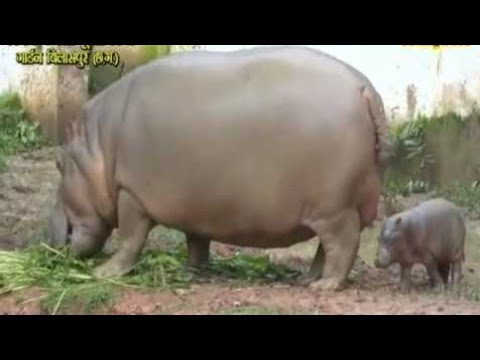 Daryai ghora ny Lahore main eak bacha ko janam diya hy 《♡♡♡》New video ...