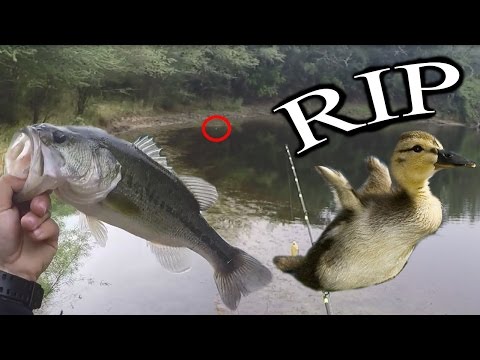bass eats LIVE baby duck | Whopper Plopper Challenge - YouTube