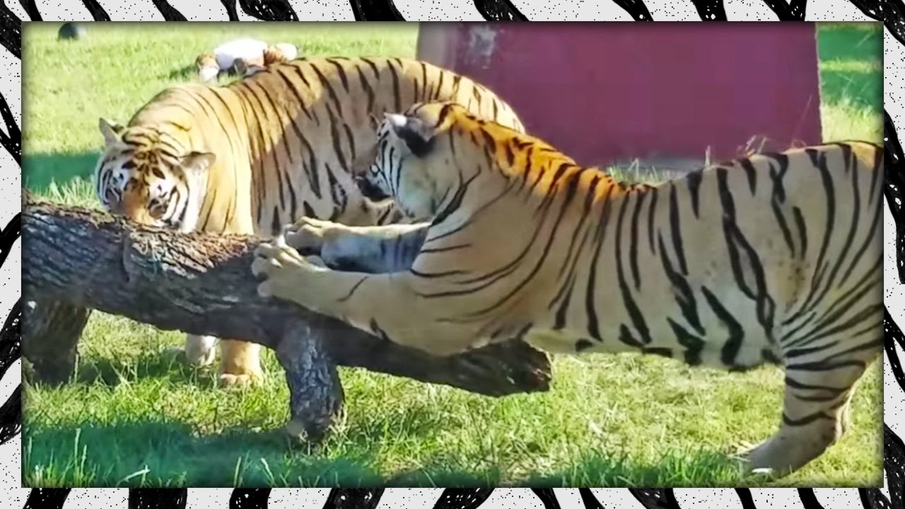 TeeGee Peet Sharpening Post | TIGER CLAW LOG - YouTube