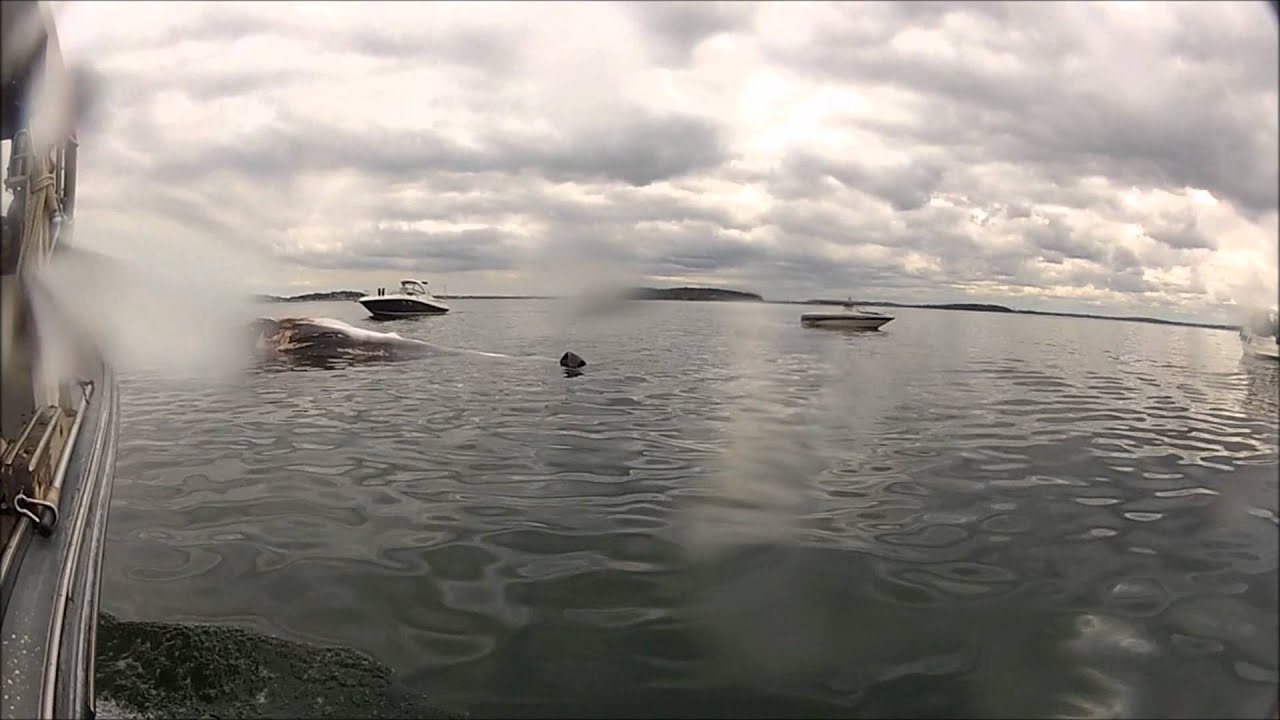 Dead Finback Whale Off Gallops Island - YouTube