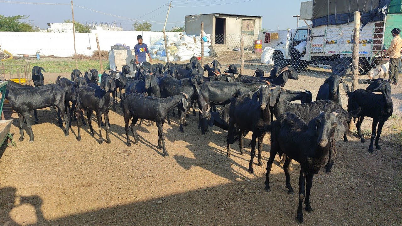 #usmanabadikagoats Lucky goat farm 6363938135 gulbargha - YouTube