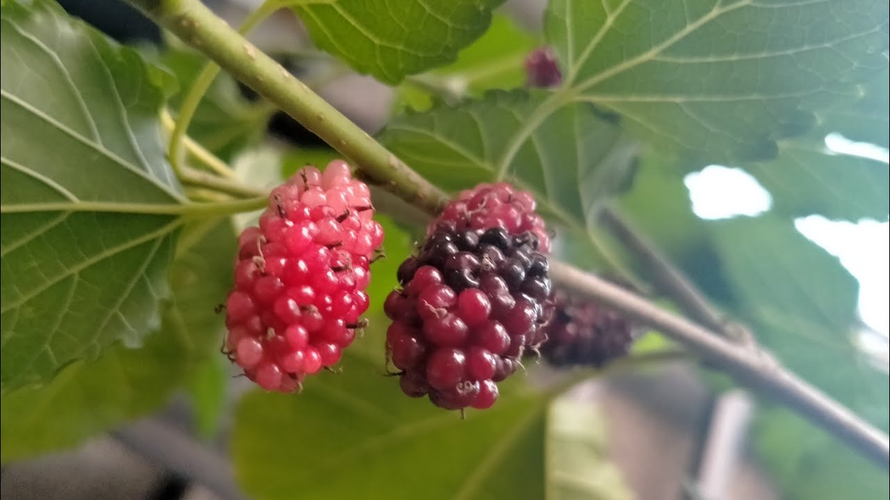 Petik Buah Mulberry di Depan Rumah - YouTube