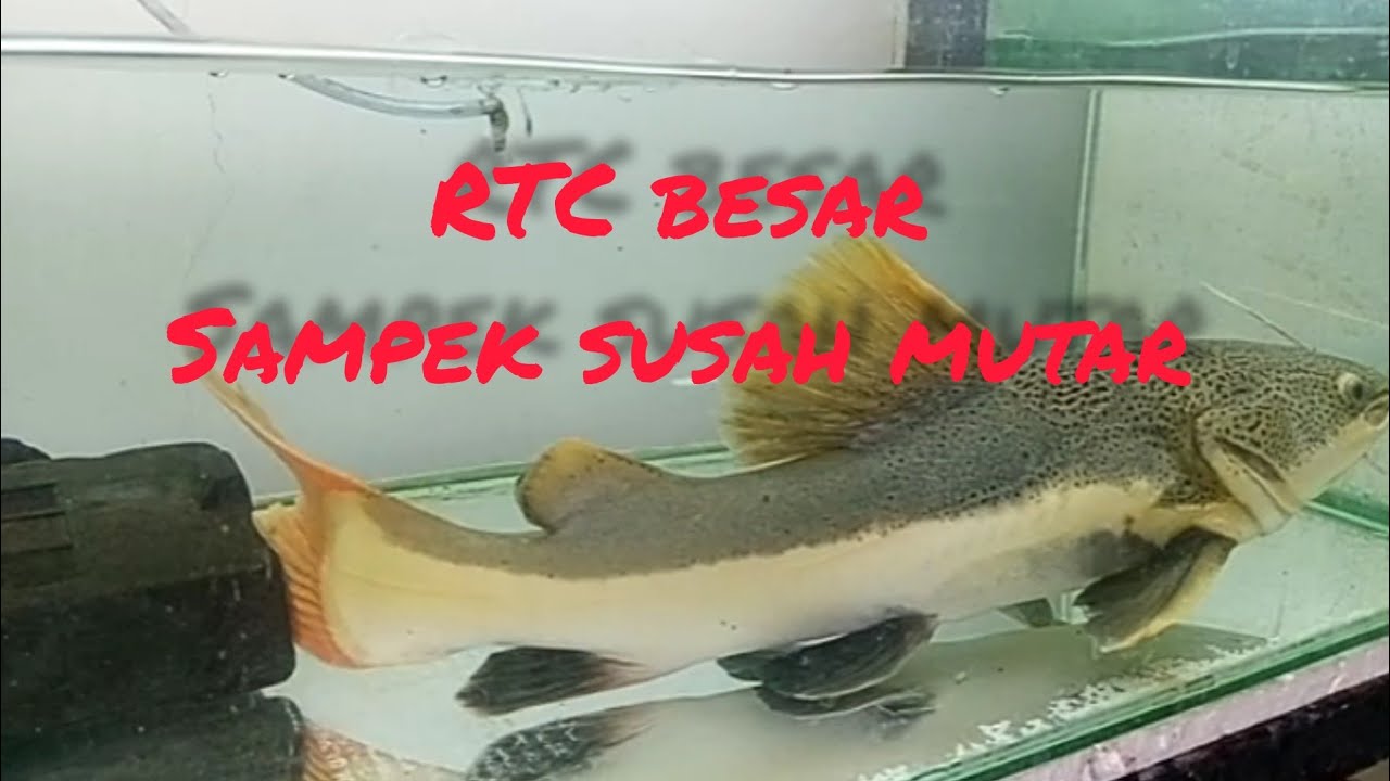 review ikan RTC besar - YouTube