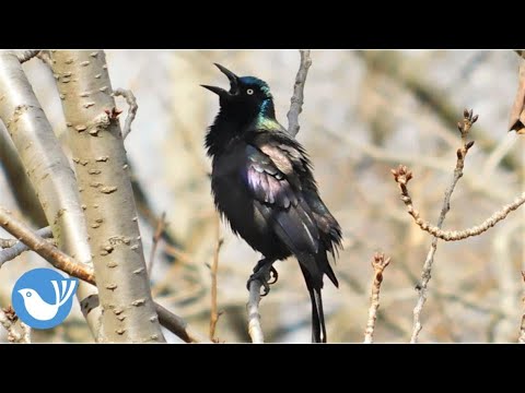 What does a COMMON GRACKLE sound like? bird videos , Bird Call, Sound ...
