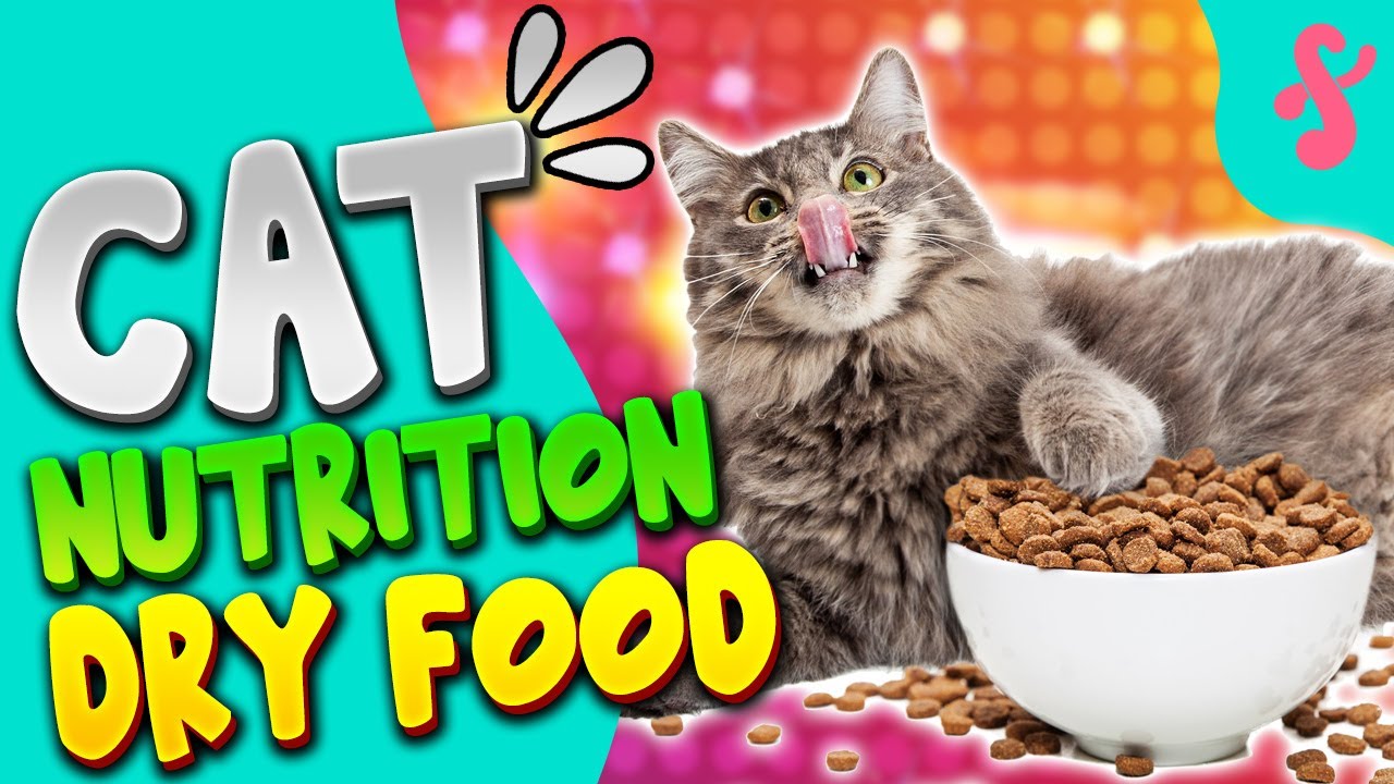 🍽️ Cat Nutrition and Cat Diet - DRY FOOD | Furry Feline Facts 🥣 - YouTube