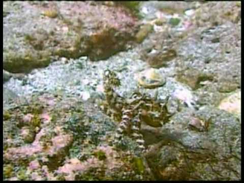 denizlerde Yaşam=AKREP BALIKLARININ KAMUFLAJI