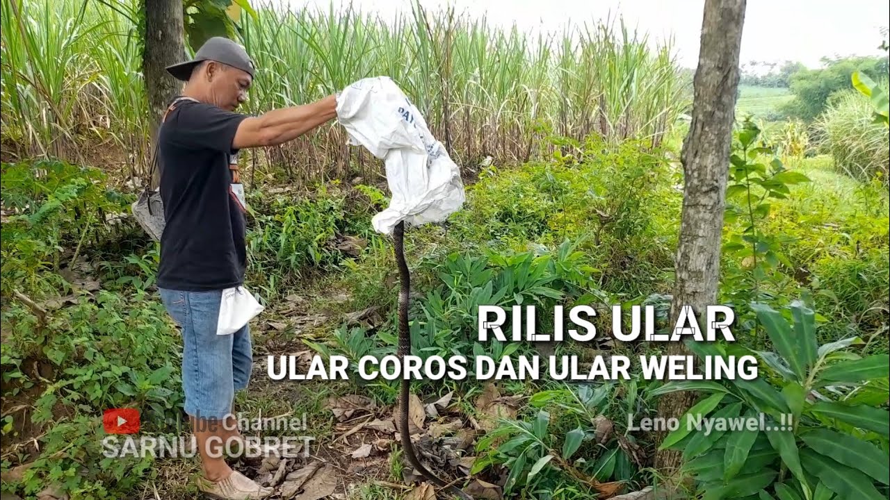 RILIS☝️ULAR COROS DAN ULAR WELING - YouTube