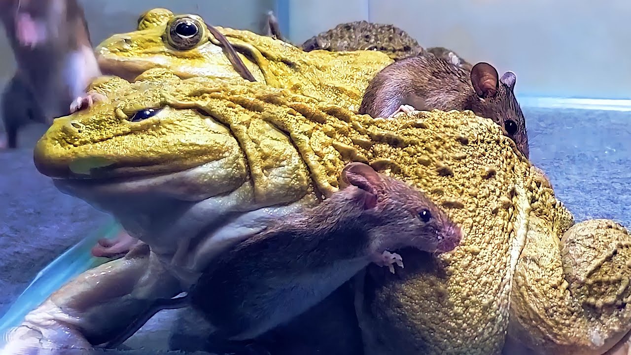 Asian Bullfrog With Many Mouse! Asian Bullfrog live feeding - YouTube