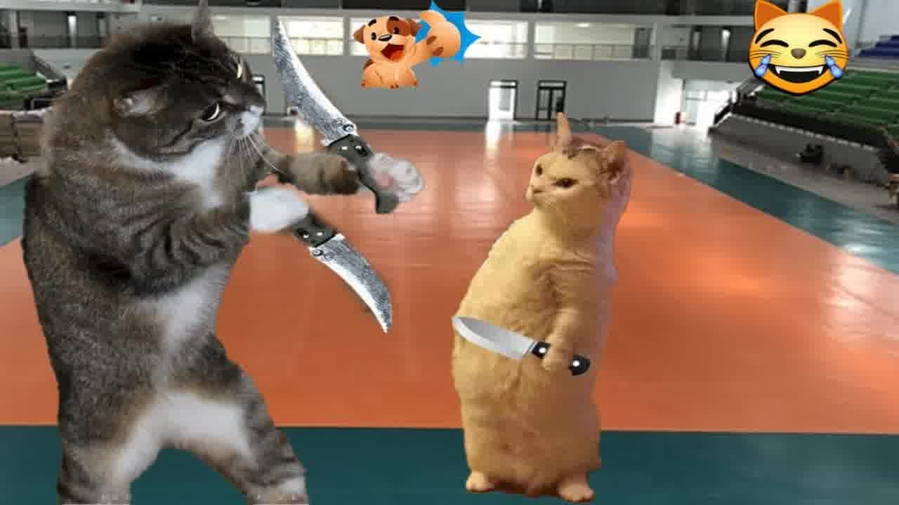 😂 When Cats Are So Silly 😹 I will die laughing 😘 Funny Cats Videos 😻😅 ...