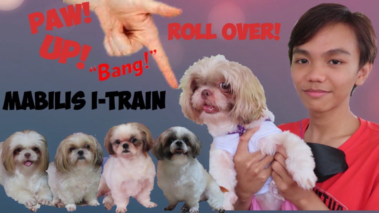 SHIH TZU FAM || MASAYANG VLOG NG MGA PANGO || MATATABA NA! - YouTube