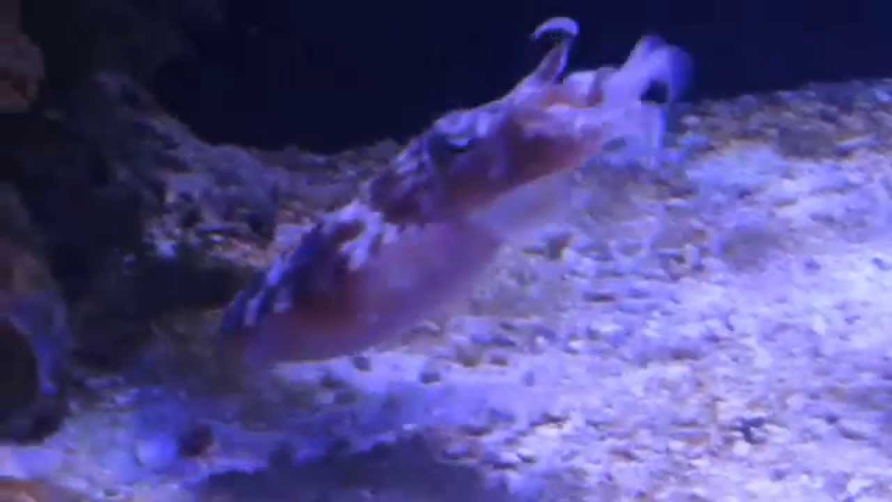 Cuttlefish Attacks Prey - YouTube