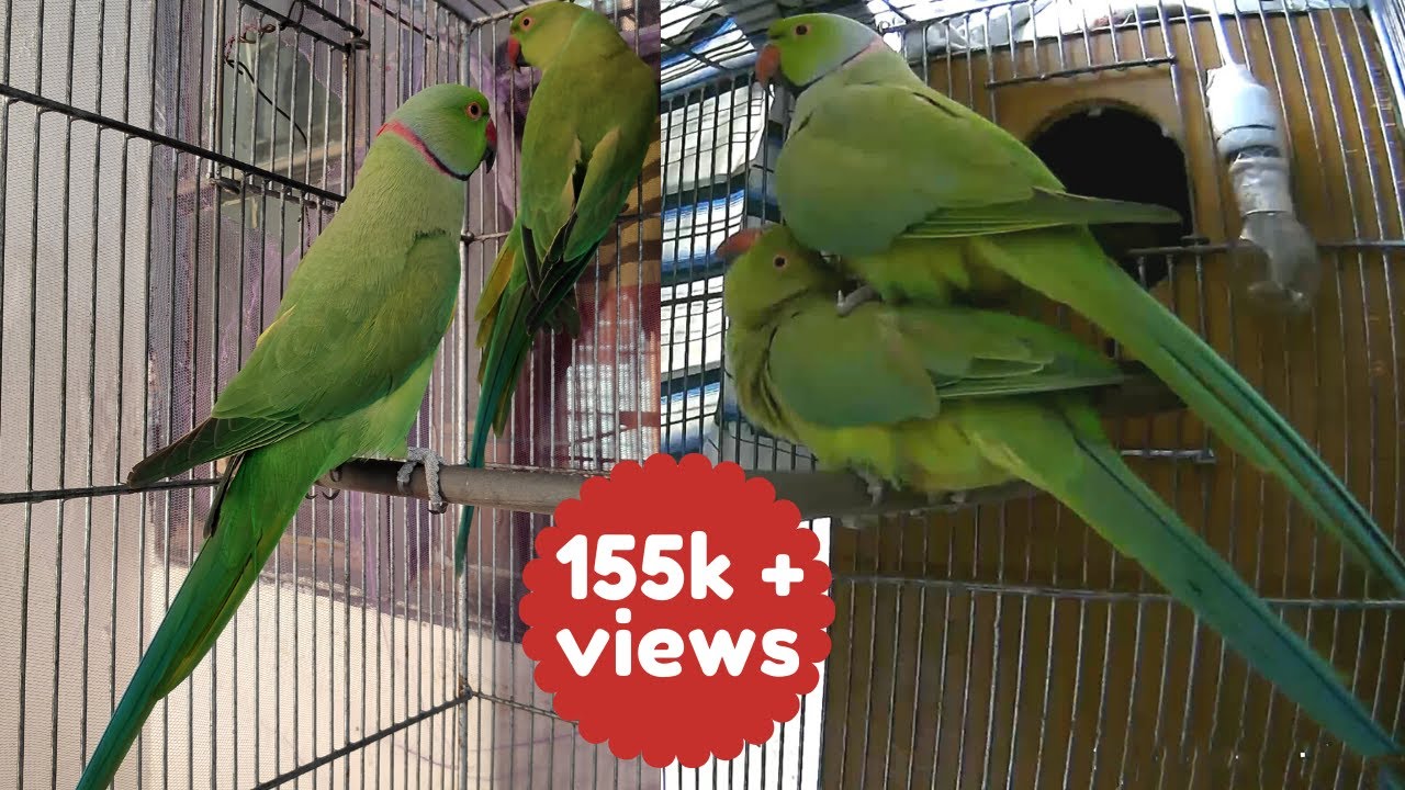 Indian Ringneck Parrot Mating First Time - YouTube