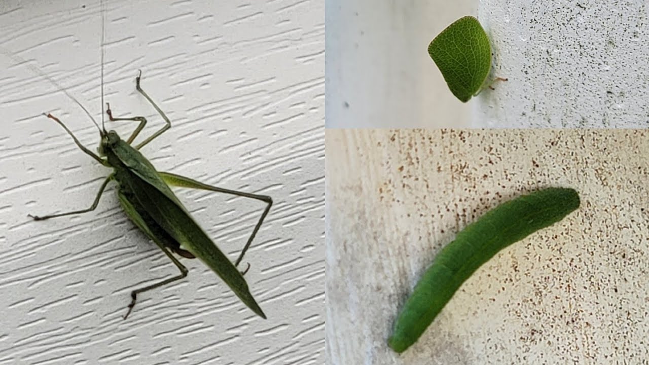 Have you ever seen these green creatures before - YouTube